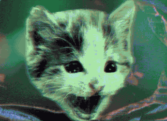 Weird Cat Animated Gif