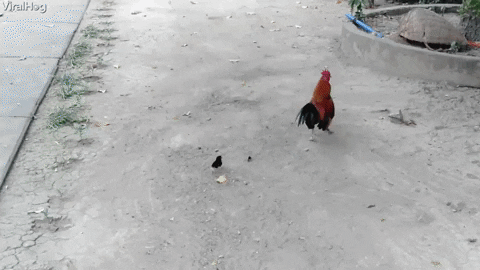 Chasing Gif