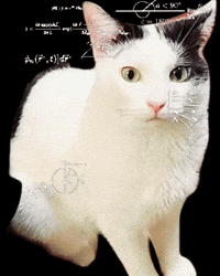 Confused Cat Animated Gif