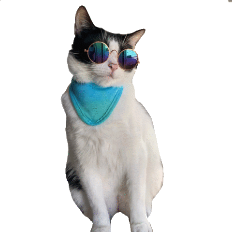Cool Cat Sticker by Smitten Kitten for iOS & Android | GIPHY