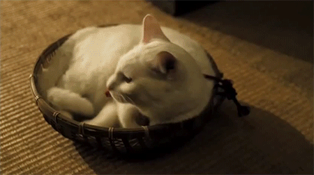 Cats Samurai GIF by Digg - Find & Share on GIPHY