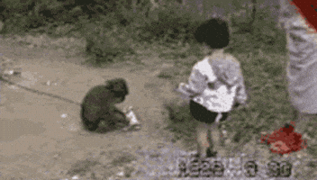 Monkey Fails GIFs - Get the best GIF on GIPHY