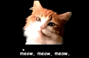 Meow Meme GIFs - Find & Share on GIPHY