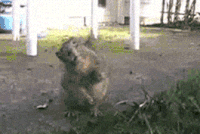 Drunk Squirrel Gif