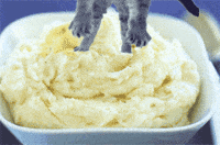 Mashed Potato Dance Gif