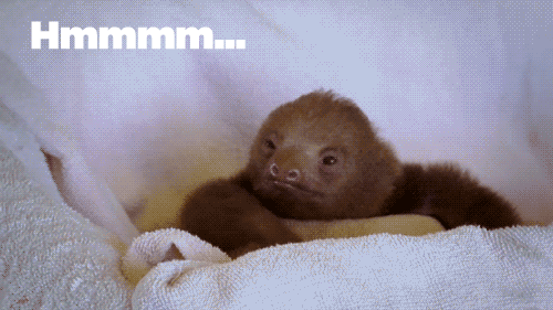gif, meme, mm, sloth – GIF