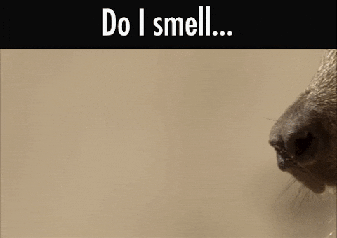 Friday Smell GIF by BBC Earth - Find & Share on GIPHY