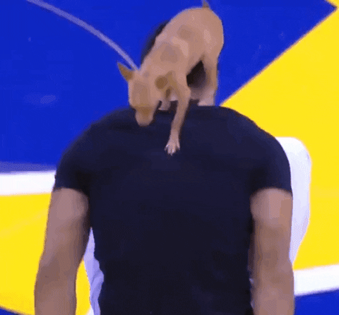 , dog, weird, flipping – GIF