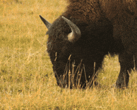 Bison Running Gif
