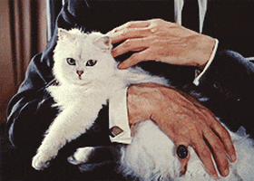 James Bond Cat GIFs - Get the best GIF on GIPHY