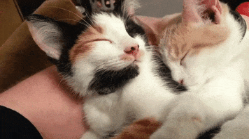 Nodding Cat GIFs - Find & Share on GIPHY