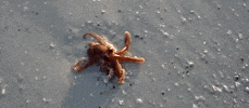 Octopus GIFs - Find & Share on GIPHY