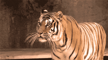 Animated Tiger GIFs - Find & Share on GIPHY
