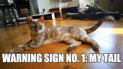 Laughing Cat Meme GIFs - Find & Share on GIPHY