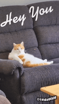 Best Cat Gif Ever