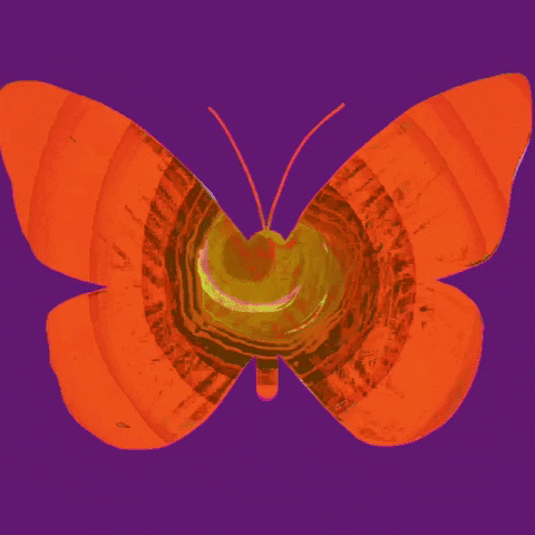 Colorful Butterfly GIFs - Get the best GIF on GIPHY