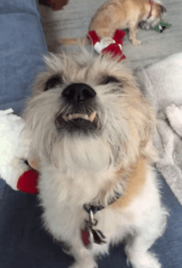 Dog Smile GIF by Gottalotta - Find & Share on GIPHY