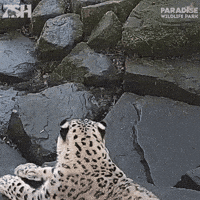 Giant Cat Gif