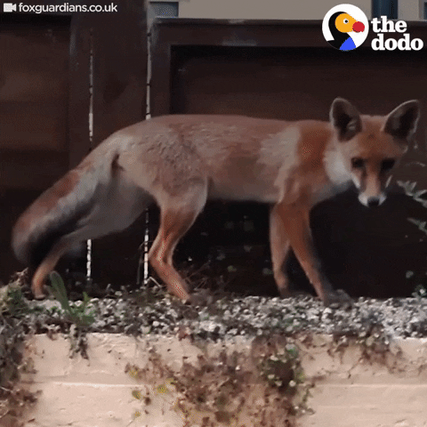 Fox Playground GIF by The Dodo - Find & Share on GIPHY
