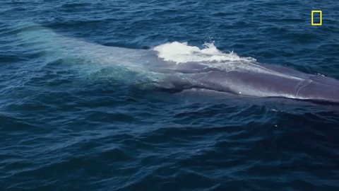 Hostile Planet: Oceans by National Geographic TV | GIPHY