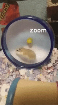Hamster Wheel Spinning Gif