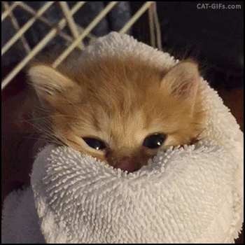 Squeaker GIFs - Get the best GIF on GIPHY