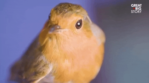 Tiggywinkles GIFs - Get the best GIF on GIPHY