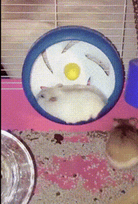 Hamster Running Gif