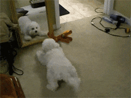 Dog Mirror GIFs - Get the best GIF on GIPHY