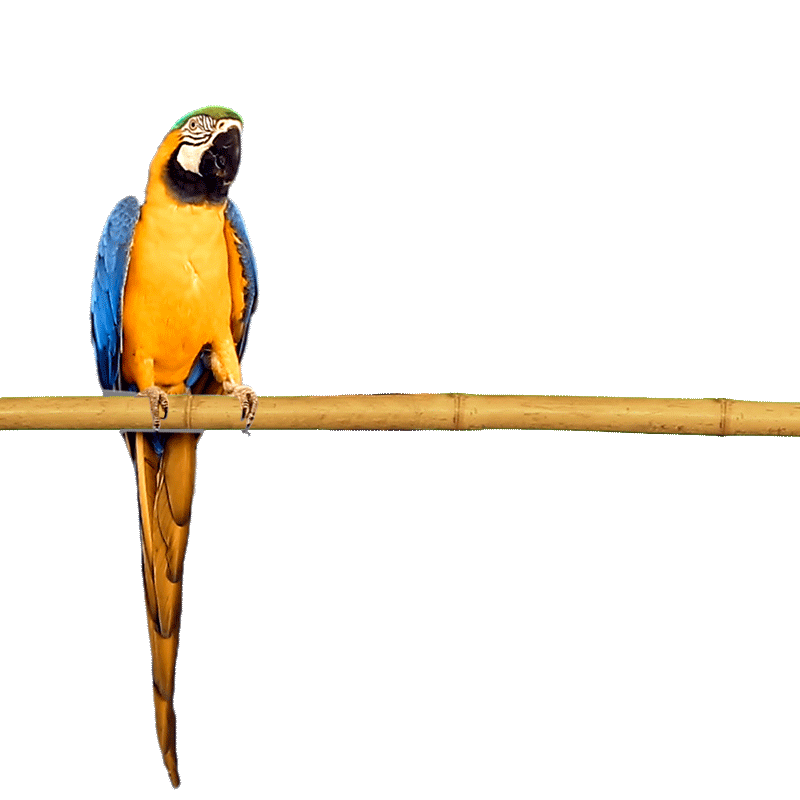 Parrot Loro Movistar Sticker by Movistar España for iOS & Android | GIPHY