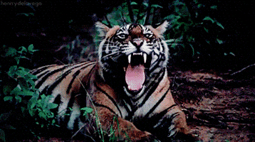 Animated Tiger GIFs - Find & Share on GIPHY