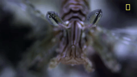 Hostile Planet: Oceans by National Geographic TV | GIPHY