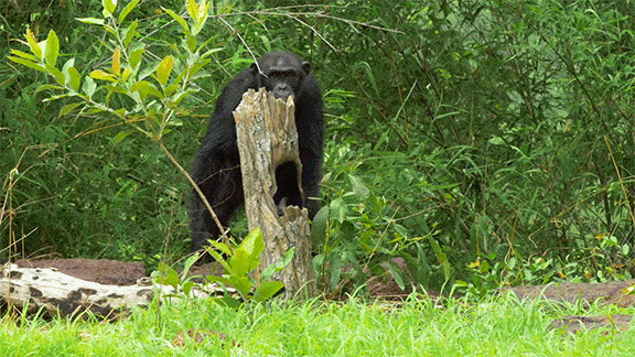 Animal Robots GIFs - Get the best GIF on GIPHY