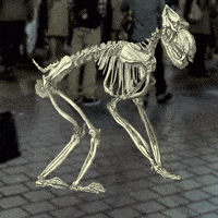 Dancing Skeleton Gif Doge