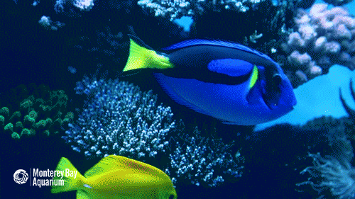 Ocean Fish Animated Gifs Underwater Amazing Pictures