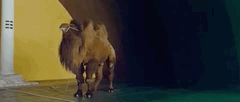 The Holy Mountain GIF - Find & Share on GIPHY