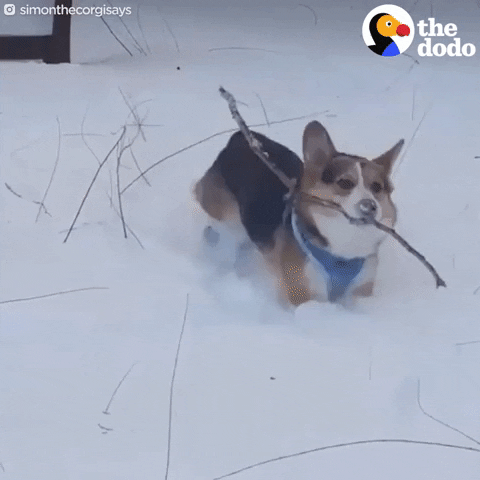 Corgis GIFs - Get the best GIF on GIPHY