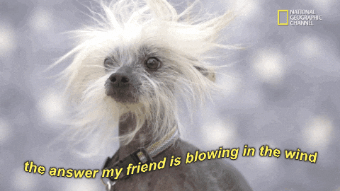 Blowing-in-wind GIFs - Get the best GIF on GIPHY