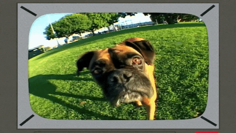 Dog Sniffing GIFs - Get the best GIF on GIPHY