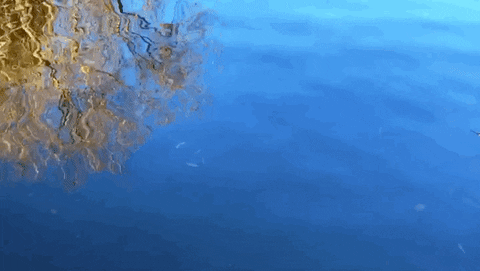 Abstract Water Is Life GIF by cloudy - Find & Share on GIPHY