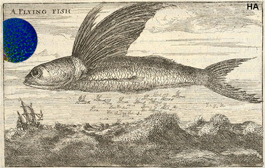 Flying-fish GIFs - Get the best GIF on GIPHY