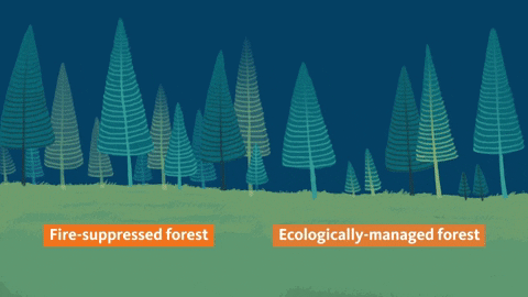Forest Ecology GIFs - Get the best GIF on GIPHY