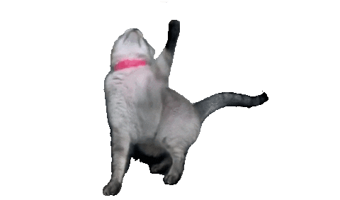 Dancing Cat Gif Transparent
