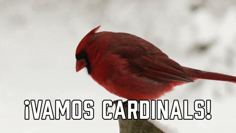 Go Cards GIFs - Get the best GIF on GIPHY