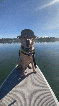 Sup Animated Gif