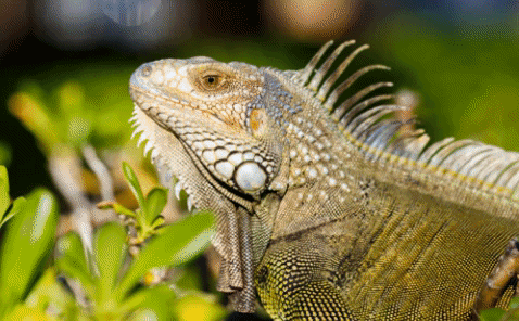 Mapa Mental De La Biodiversidad En Mexico Gif Niet Vrogue Co | My XXX ...