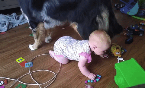 Bad Dog GIF by America's Funniest Home Videos - Find & Share on GIPHY