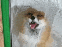 Cute Fennec Fox Gif