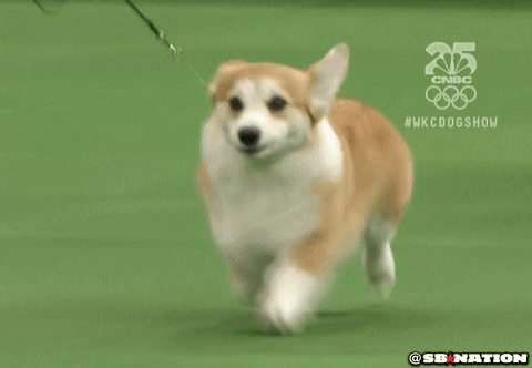 Rennende Corgi Gif Dog Running On His Leg GIF | GIFDB.com