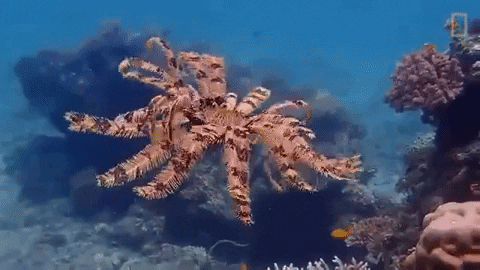 National Geographic GIF by Nat Geo Wild - Find & Share on GIPHY